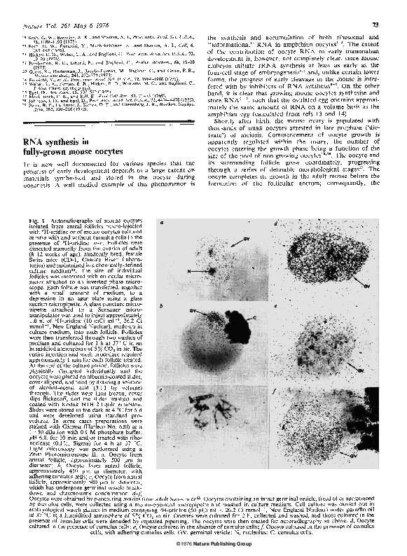 (PDF) RNA synthesis in fully-grown mouse oocytes