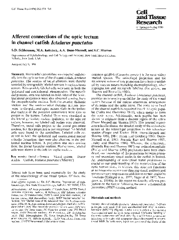 (PDF) Afferent connections of the optic tectum in channel catfish ...