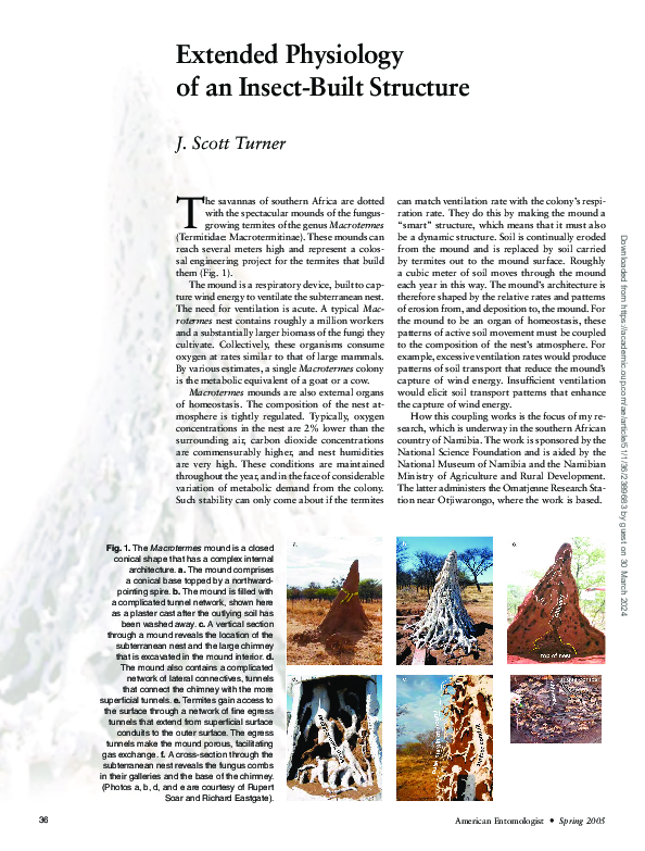 (PDF) Extended Physiology of an Insect-Built Structure