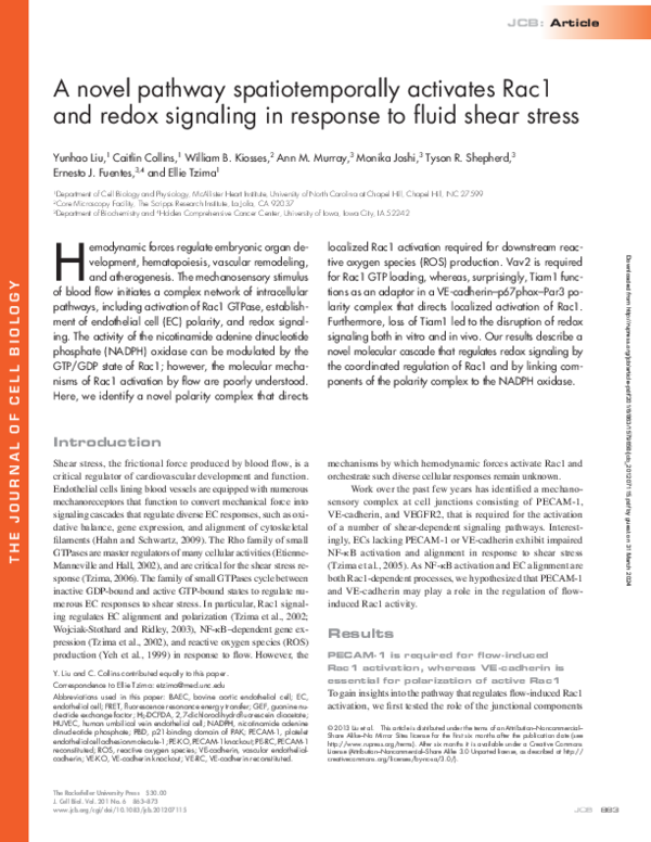 (PDF) A novel pathway spatiotemporally activates Rac1 and redox ...