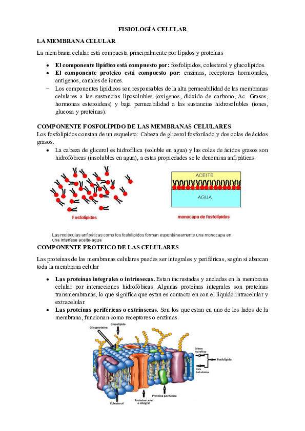 (PDF) FISIOLOGIA CELULAR RESUMEN GUYTON Y LINDA COSTANZO