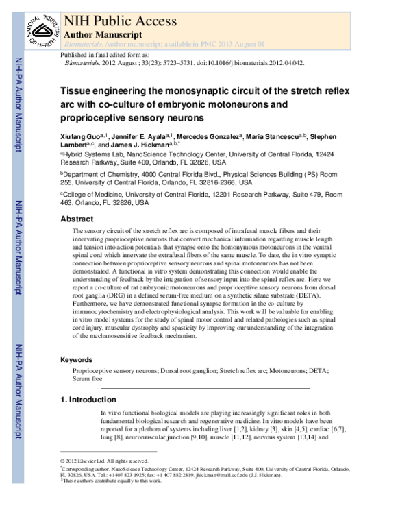 (PDF) Tissue engineering the monosynaptic circuit of the stretch reflex ...