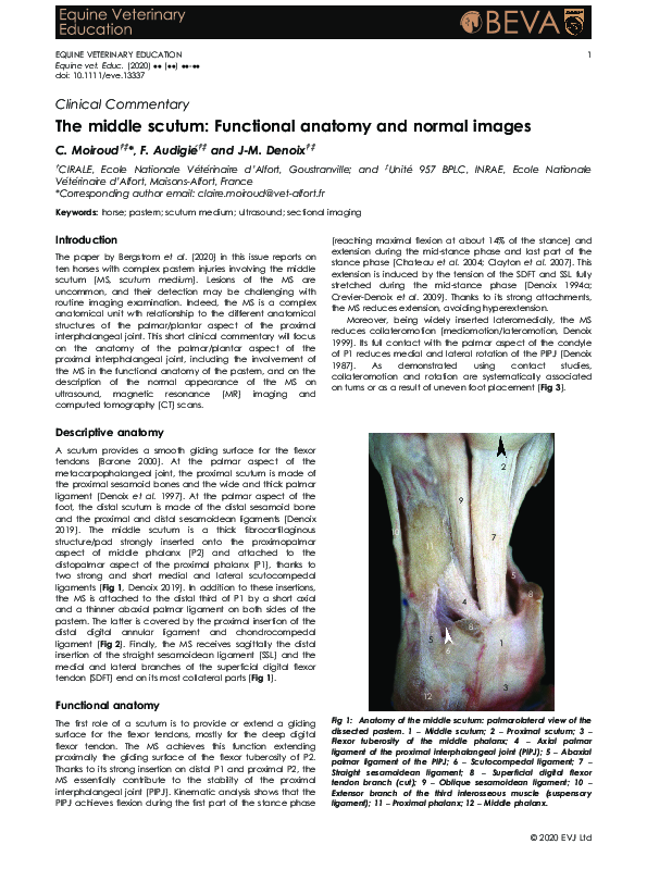 (PDF) The middle scutum: Functional anatomy and normal images