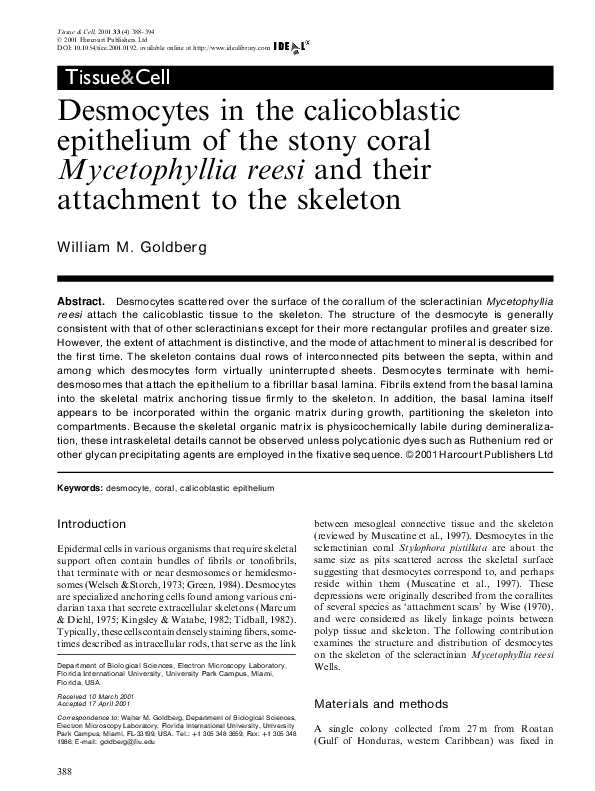 (PDF) Desmocytes in the calicoblastic epithelium of the stony coral ...