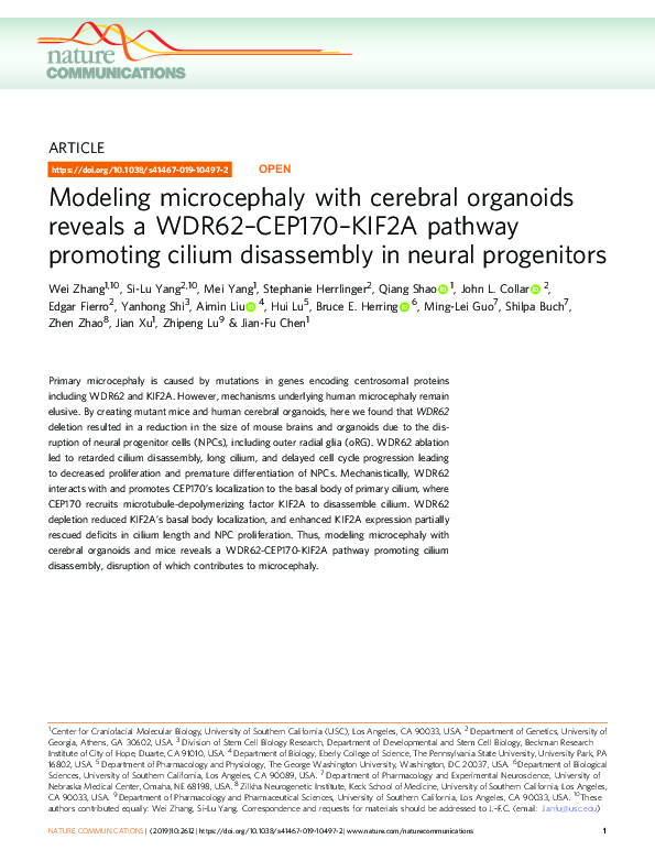 (PDF) Modeling microcephaly with cerebral organoids reveals a WDR62 ...