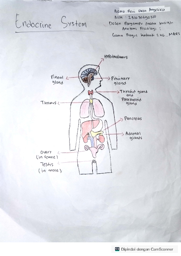 (PDF) Atlas Anatomi Endocrine System