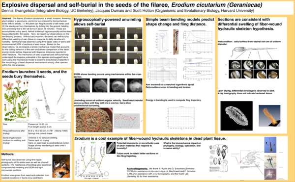 (PDF) Explosive dispersal and self-burial in the seeds of the filaree ...