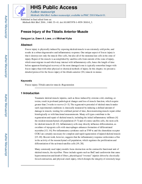 (PDF) Freeze Injury of the Tibialis Anterior Muscle