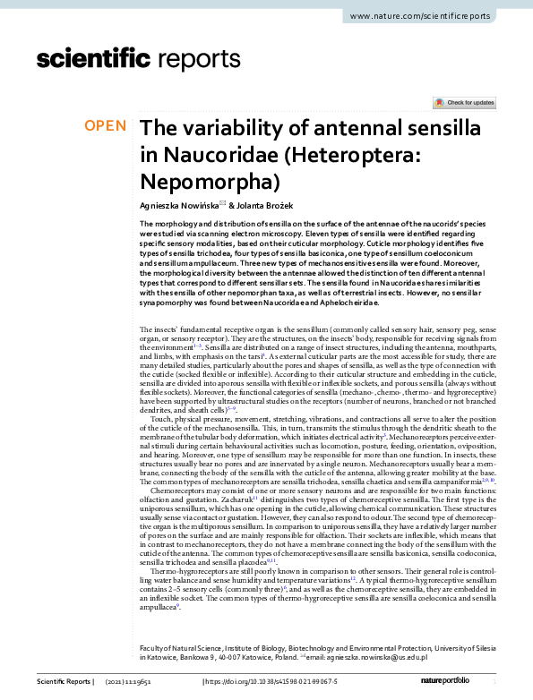 (PDF) The variability of antennal sensilla in Naucoridae (Heteroptera ...