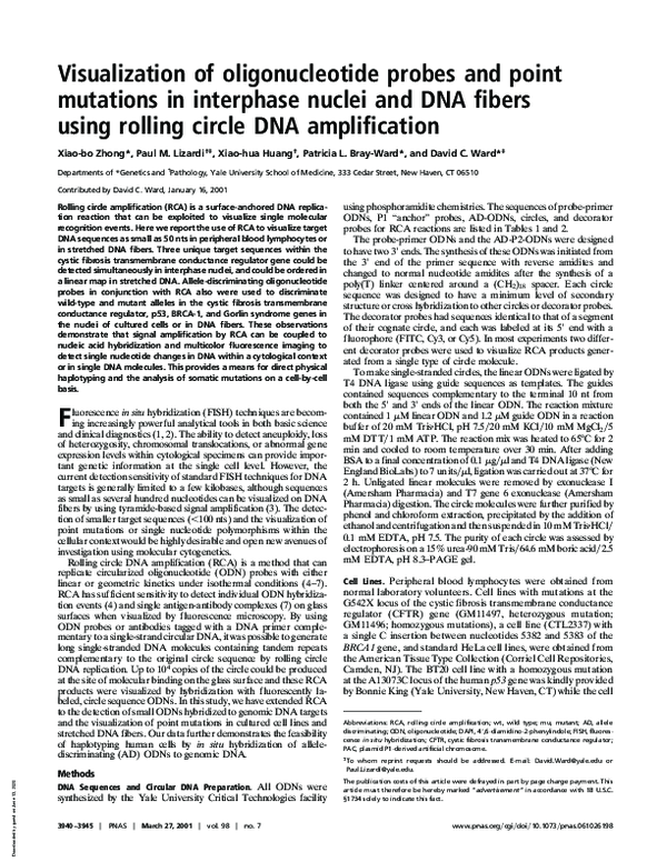 (PDF) Visualization of oligonucleotide probes and point mutations in ...