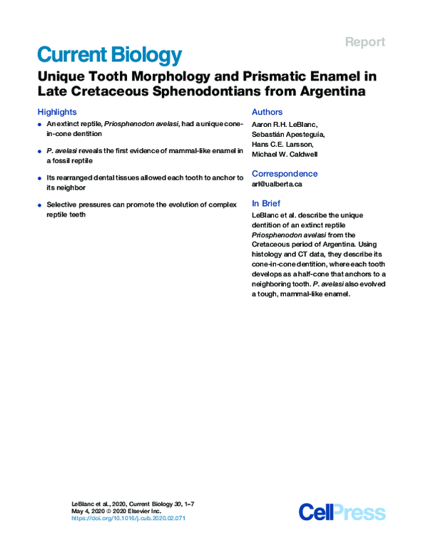 (PDF) Unique Tooth Morphology and Prismatic Enamel in Late Cretaceous ...