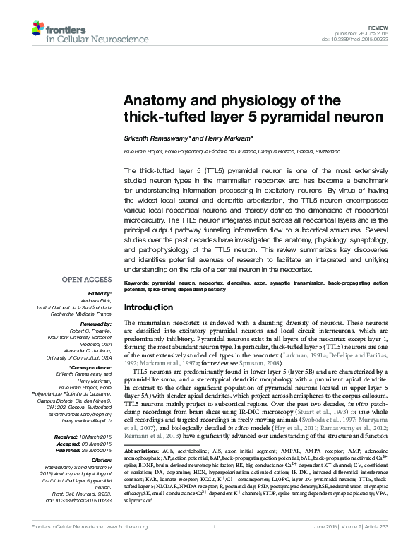(PDF) Anatomy and physiology of the thick-tufted layer 5 pyramidal neuron