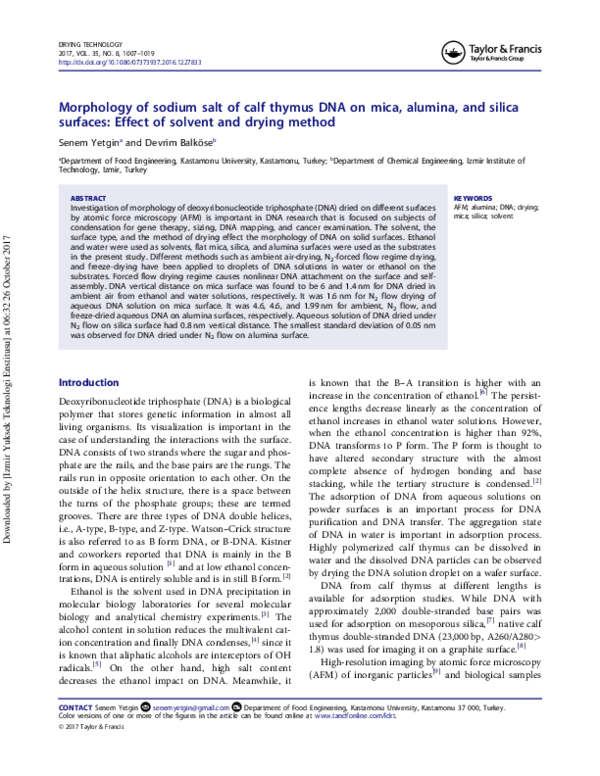 (PDF) Morphology of sodium salt of calf thymus DNA on mica, alumina ...