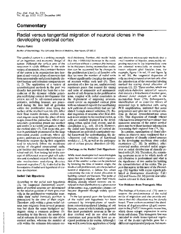 (PDF) Radial versus tangential migration of neuronal clones in the ...