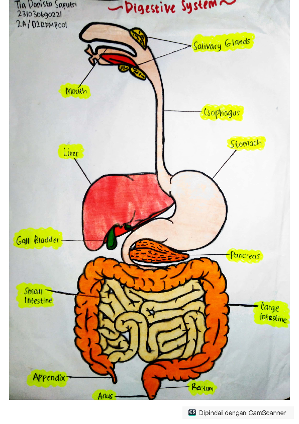 (PDF) ANFIS Digestive & Endocrine System Tia Danista Saputri
