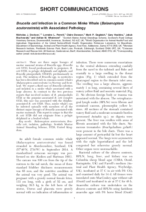 (PDF) Brucella ceti Infection in a Common Minke Whale (Balaenoptera ...