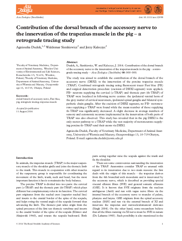 (PDF) Contribution of the dorsal branch of the accessory nerve to the ...