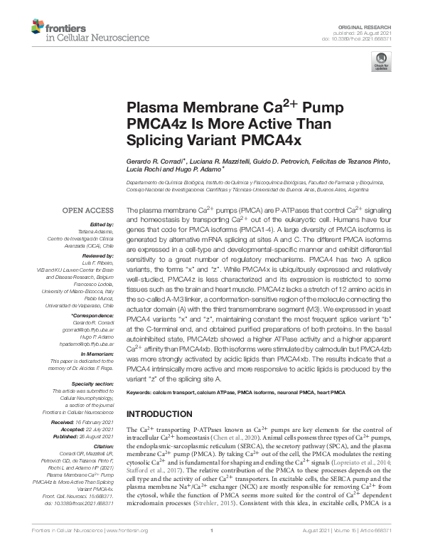(PDF) Plasma Membrane Ca2+ Pump PMCA4z Is More Active Than Splicing ...