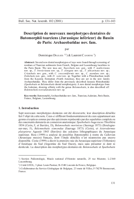 (PDF) Description de nouveaux morphotypes dentaires de Batomorphii ...