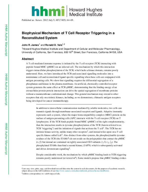 (PDF) Biophysical mechanism of T-cell receptor triggering in a ...