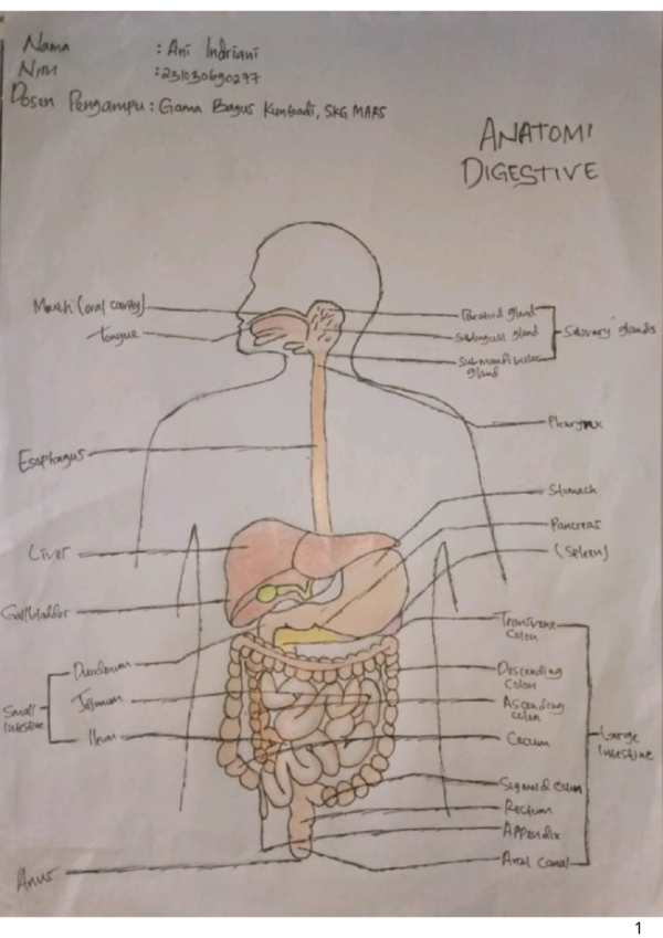 (PDF) Gambar atlas anatomi system digestive