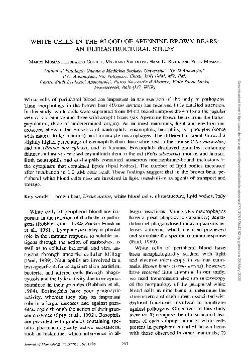 (PDF) White Cells in the Blood of Apennine Brown Bears: An ...