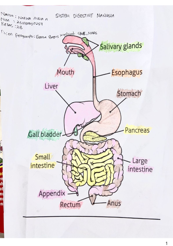 (PDF) Sistem Digestive Manusia