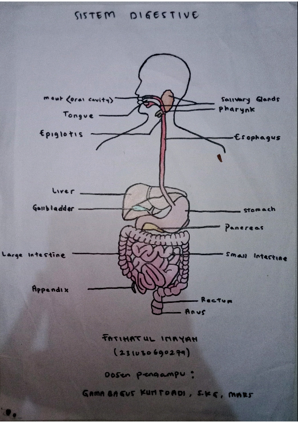(PDF) Gambar sistem endokrin dan digestive