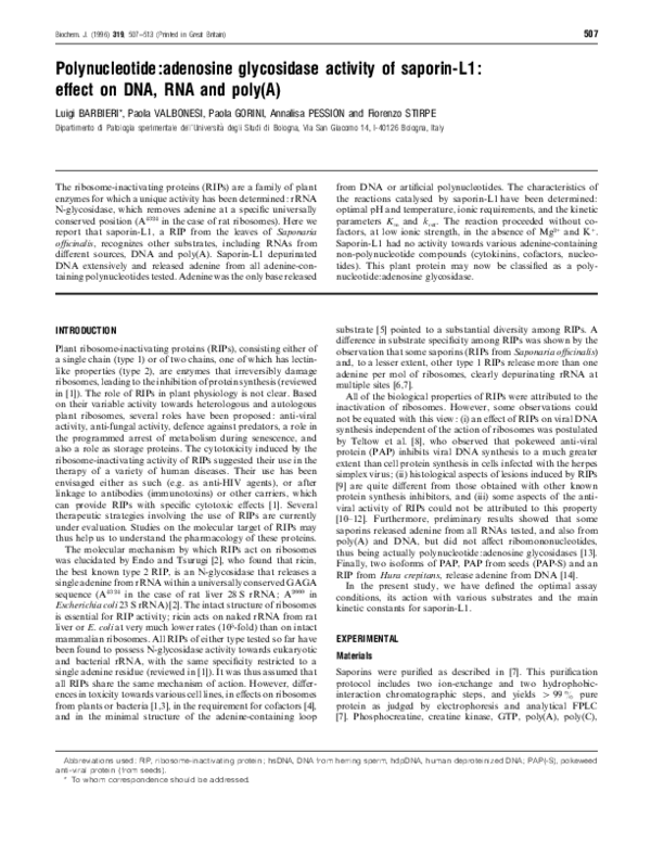 (PDF) Polynucleotide:adenosine glycosidase activity of saporin-L1 ...