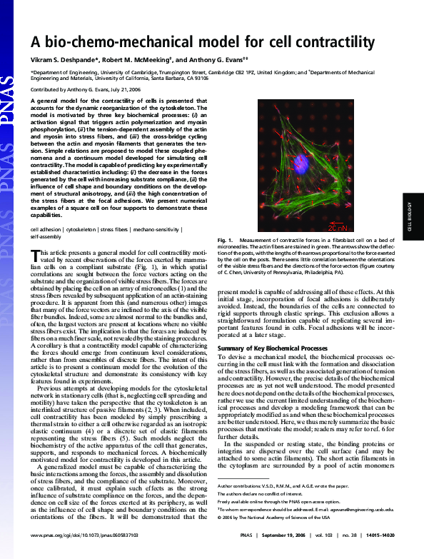 (PDF) A bio-chemo-mechanical model for cell contractility
