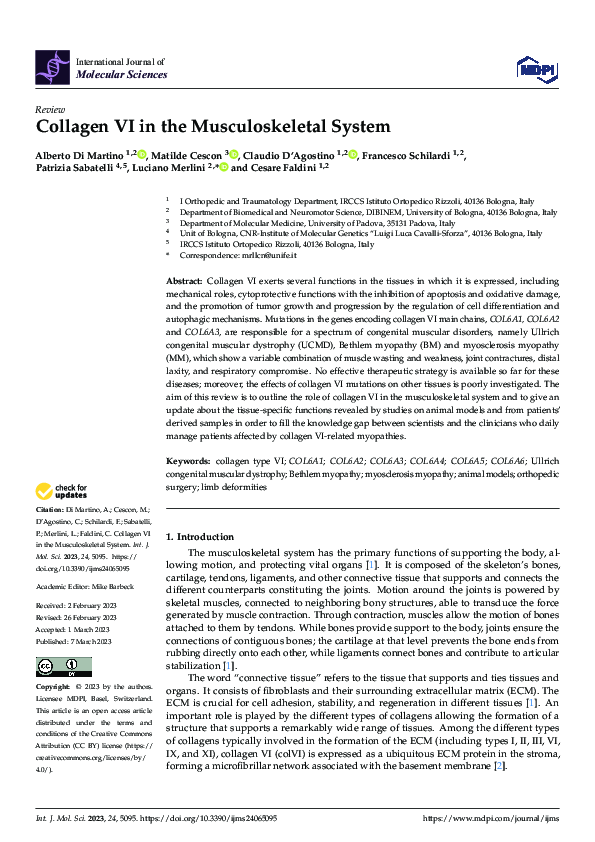 (PDF) Collagen VI in the Musculoskeletal System