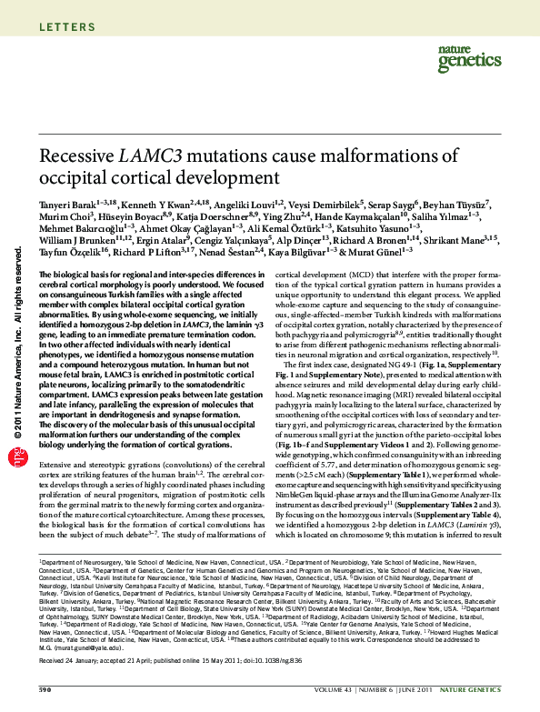 (PDF) Recessive LAMC3 mutations cause malformations of occipital ...