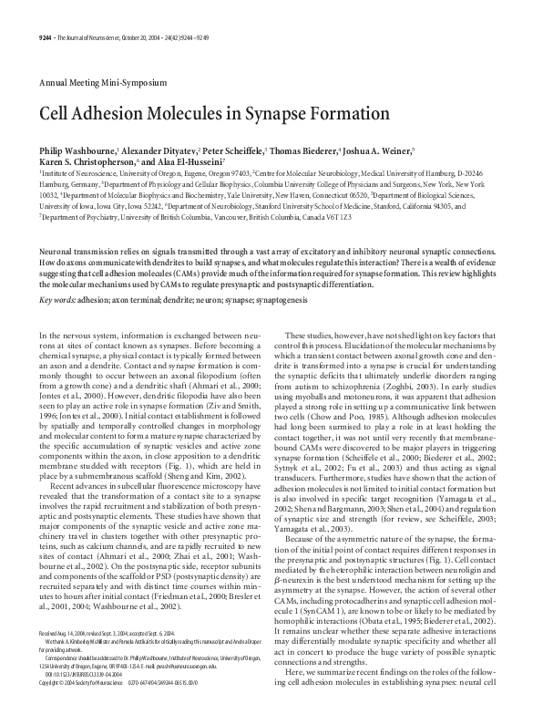 (PDF) Cell Adhesion Molecules in Synapse Formation: Figure 1