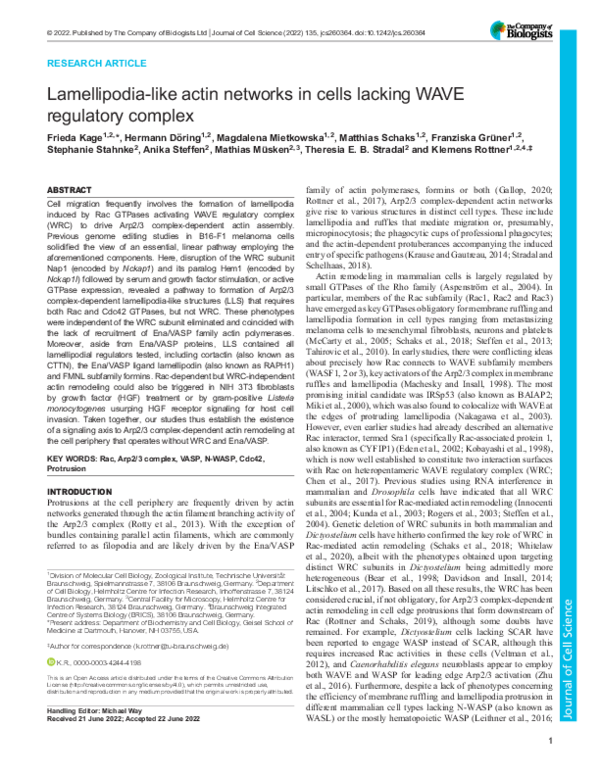 (PDF) Lamellipodia-like actin networks in cells lacking WAVE regulatory ...