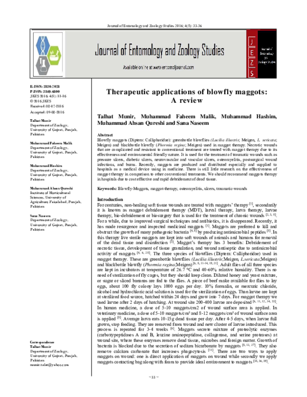 (PDF) Therapeutic applications of blowfly maggots: A review