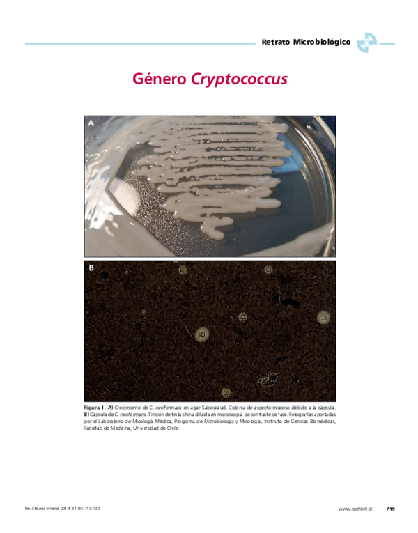 (PDF) Género Cryptococcus
