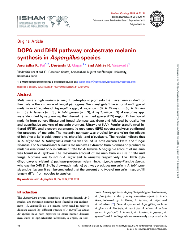 (PDF) DOPA and DHN pathway orchestrate melanin synthesis ...