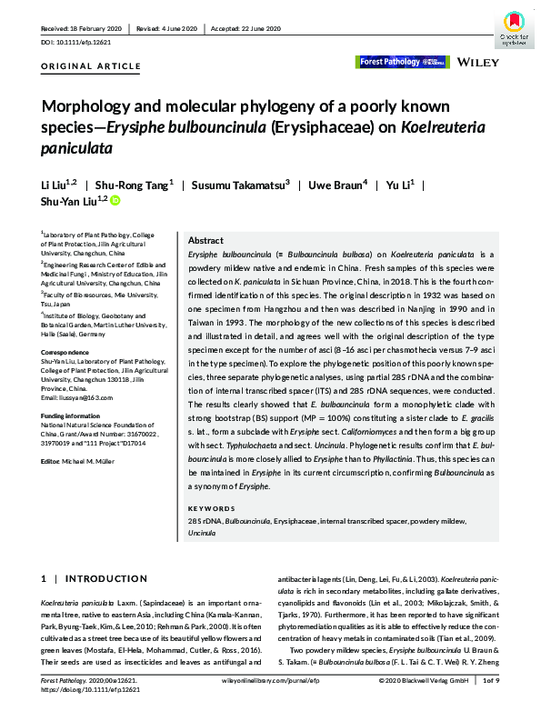 (PDF) Morphology and molecular phylogeny of a poorly known species-Erysiphe bulbouncinula ...