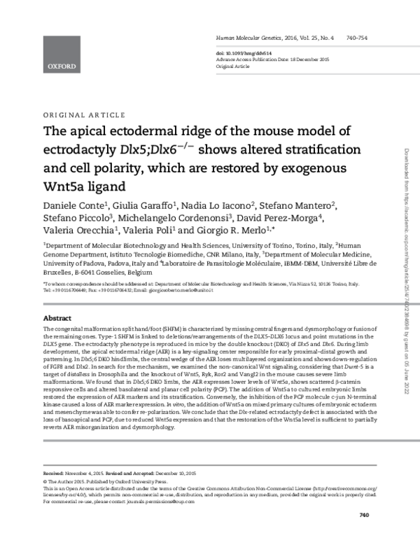 (PDF) The apical ectodermal ridge of the mouse model of ...