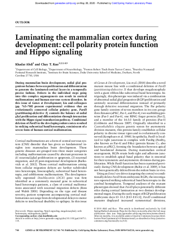 (PDF) Laminating the mammalian cortex during development: cell polarity ...