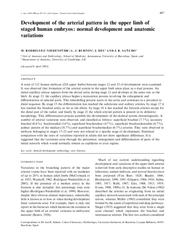 (PDF) Development of the arterial pattern in the upper limb of staged ...