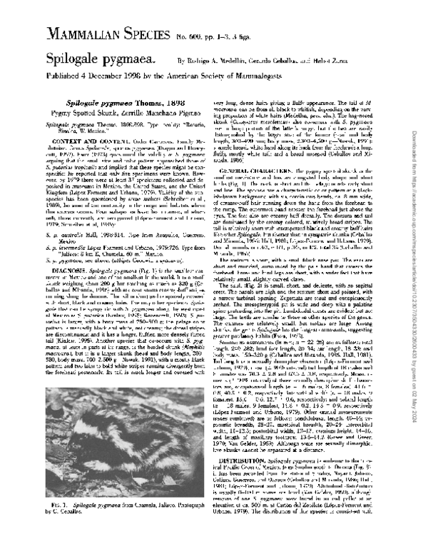 (PDF) Spilogale pygmaea