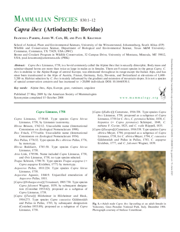 (PDF) Capra ibex (Artiodactyla: Bovidae)