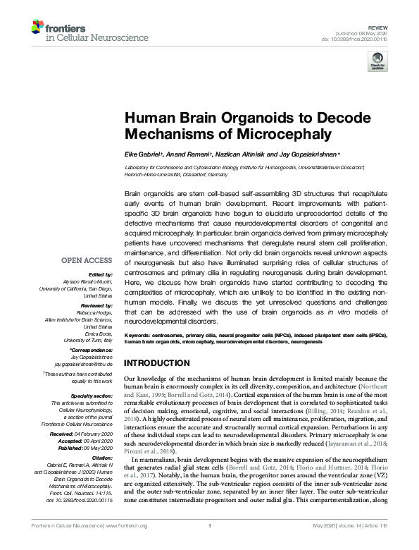 (PDF) Human Brain Organoids to Decode Mechanisms of Microcephaly