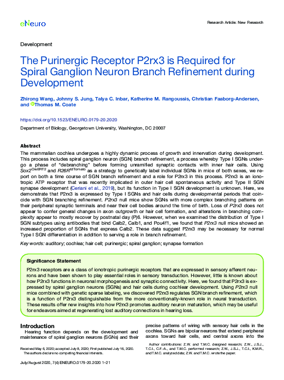 (PDF) The Purinergic Receptor P2rx3 is Required for Spiral Ganglion ...