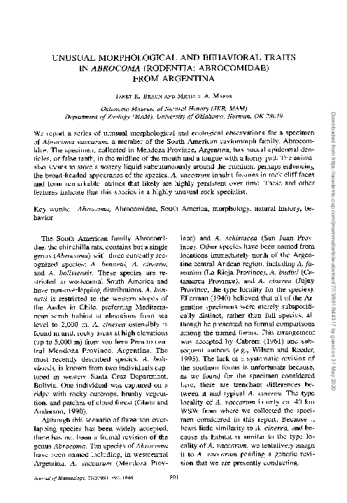 (PDF) Unusual Morphological and Behavioral Traits in Abrocoma (Rodentia ...