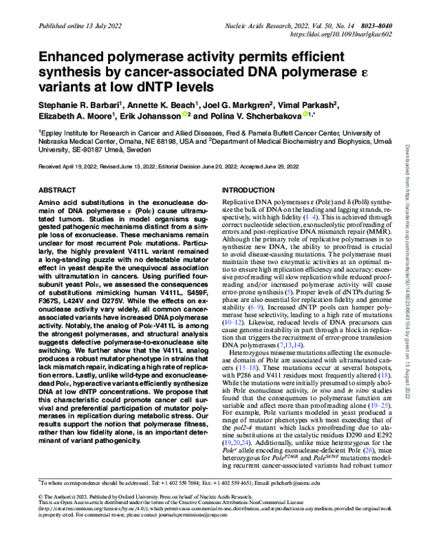 (PDF) Enhanced polymerase activity permits efficient synthesis by ...