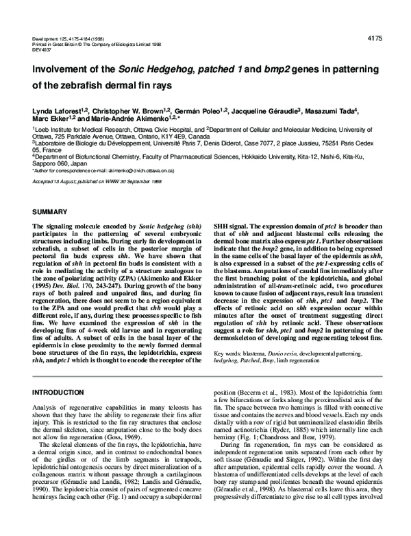 (PDF) Involvement of the Sonic Hedgehog, patched 1 and bmp2 genes in ...