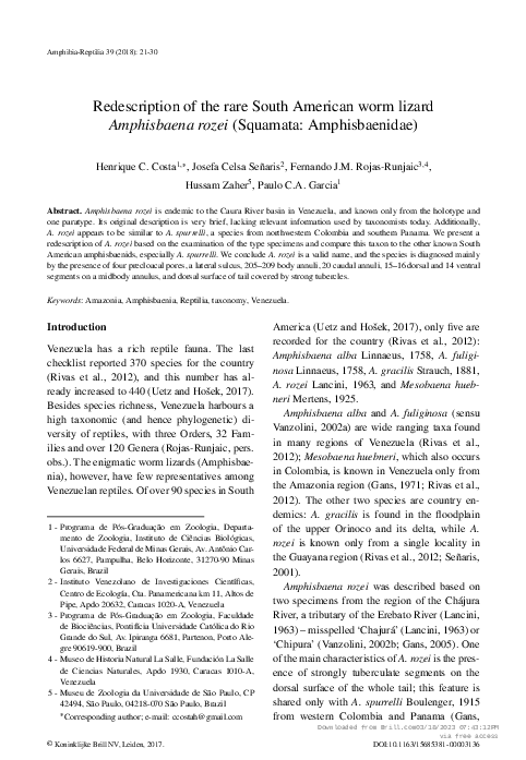 (PDF) Redescription of the rare South American worm lizard Amphisbaena ...