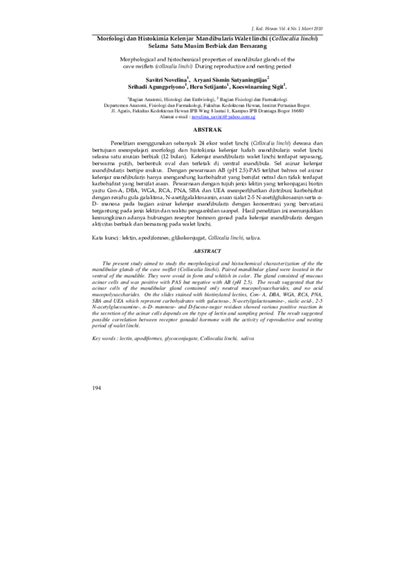(PDF) MORFOLOGI DAN HISTOKIMIA KELENJAR MANDIBULARIS WALET LINCHI ...